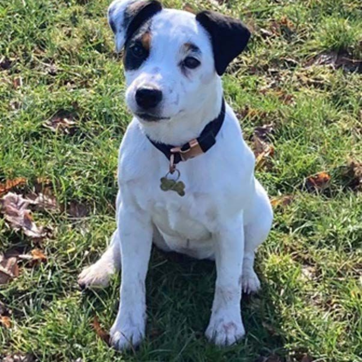 King's High Warwick - School Report - Parsnip, our very own School Dog